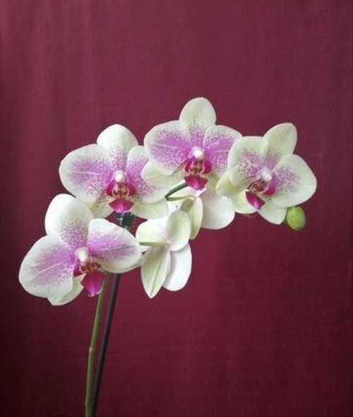 Номер орхидеи