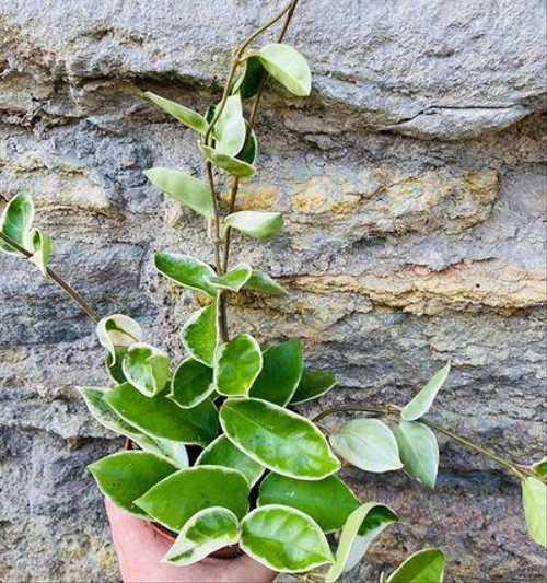 Ампельное растение Hoya "Krimson Queen"