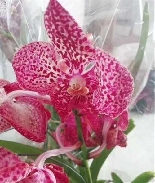 Орхидея Ванда, отцвела, не цветет, красная/ бордов