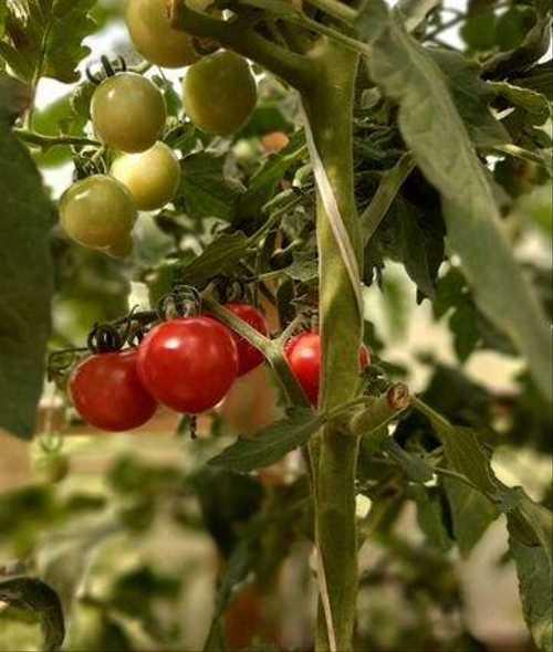 Семена коллекционное томатов