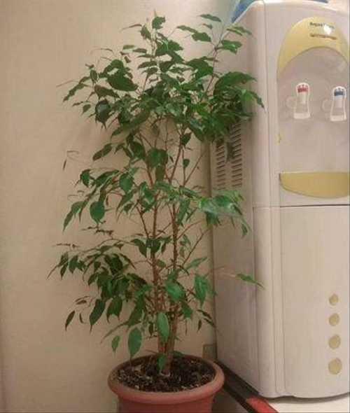 Растения для дома и офиса