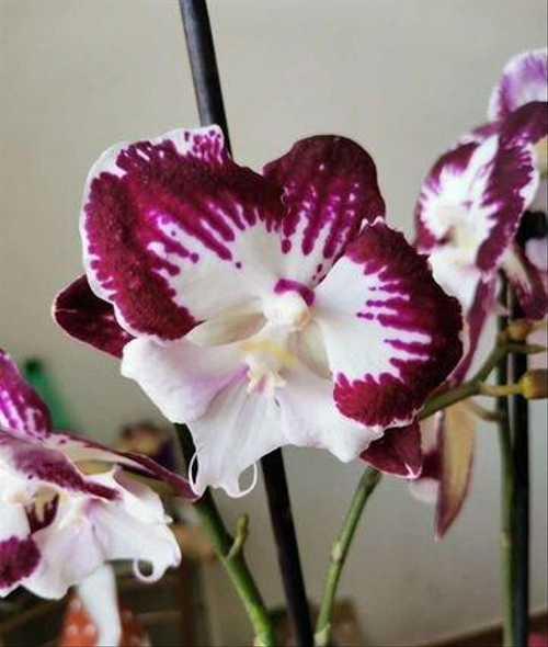 Орхидея фаленопсис биглип Санта Клаус 2 цв