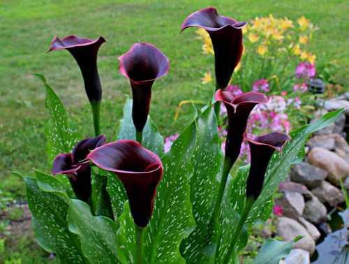 Клубни Каллы для сада и квартиры