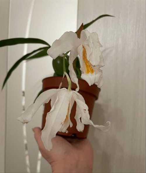 Орхидея целогина Coelogyne cristata