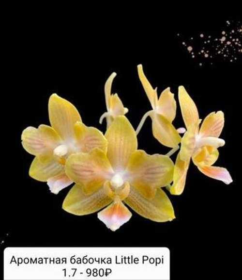 Орхидеи Подростки Азия