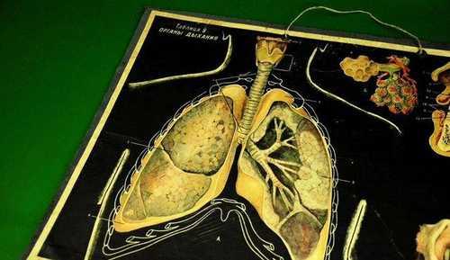 Довоенный медицинский плакат органы дыхания