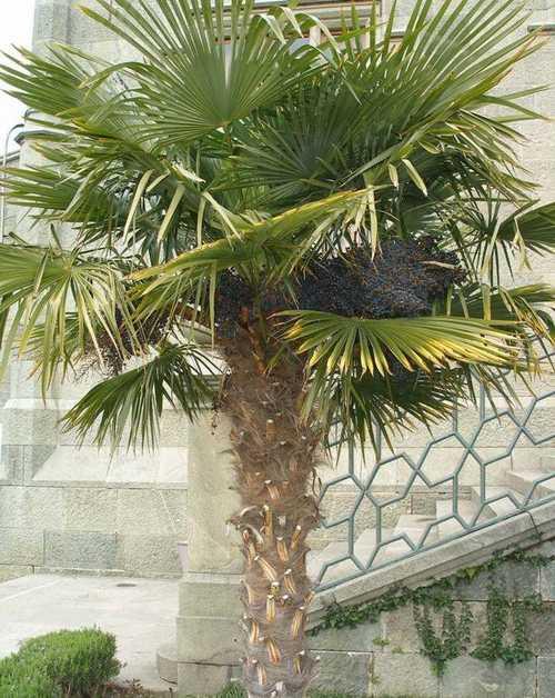 Трахикарпус Форчуна (веерная пальма)