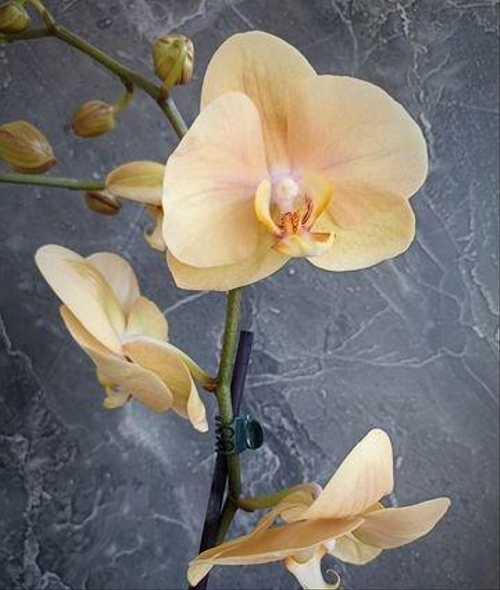Орхидея фаленопсис Африканский закат (Karina)