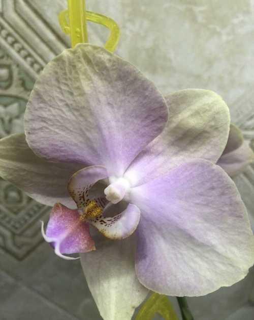 Орхидея фаленопсис цветущая в кашпо