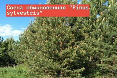 Сосна обыкновенная Pinus sylvestris /Ком 100-150