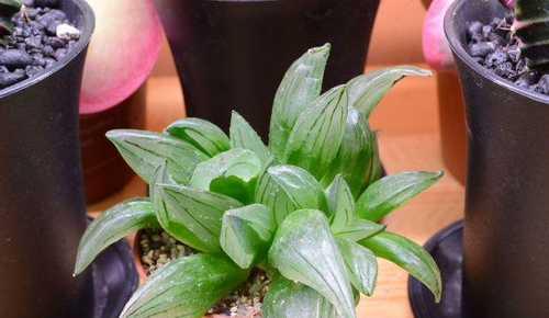 Haworthia Atrofusca mutant (Хавортия) (SCT28544)