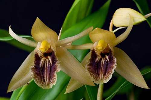 Орхидея целогина овалис Coelogyne ovalis