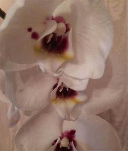 Орхидея фаленопсис Morning bliss