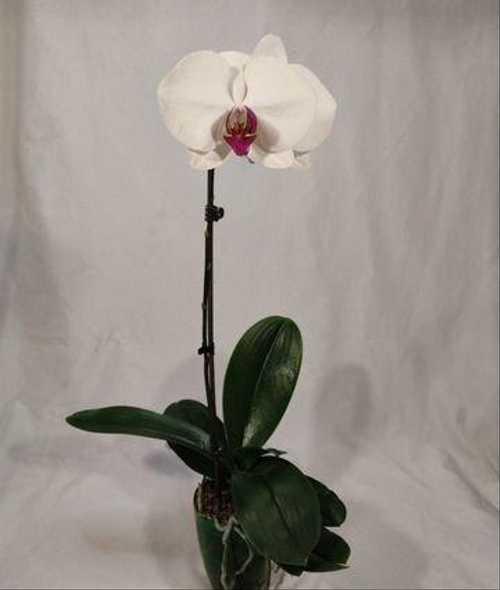 Цветущая домашняя орхидея фаленопсис Red Lips