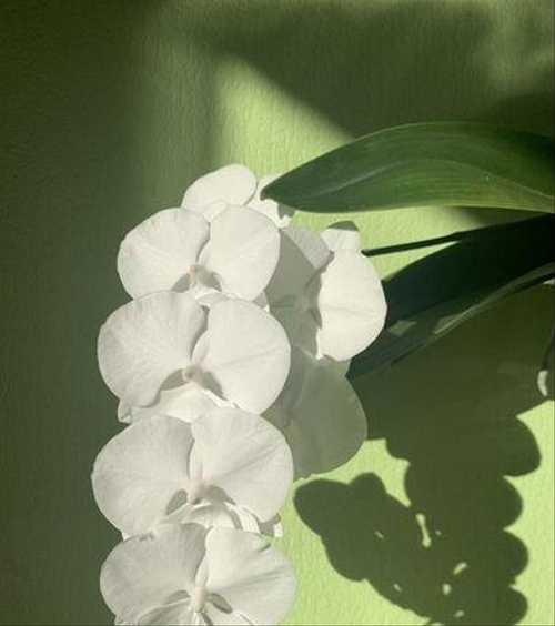 Цветёт. Орхидея Phal. Charming Crystal Water
