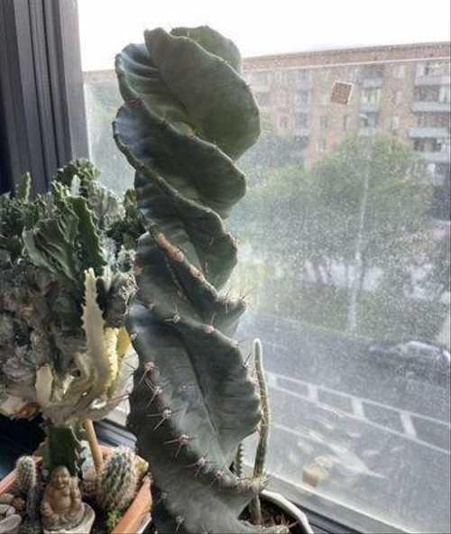 Большой кактус Цереус спиралис