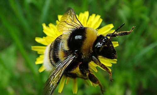 Шмели для опыления земляные Bombus Terrest Бомбус