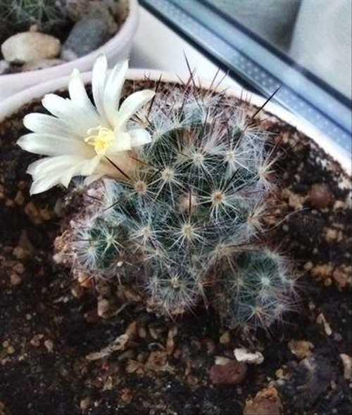 Кактус Mammillaria prolifera (побегоносная)