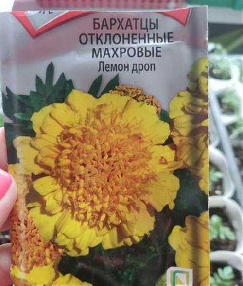 Рассада бархатцы