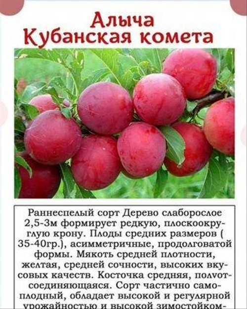 Саженцы Алыча Кубанская Комета Многолетняя