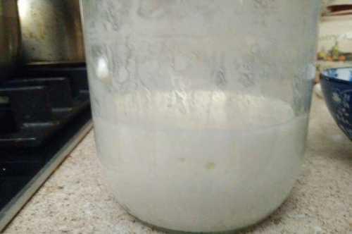 Кефирный тибетский молочный гриб