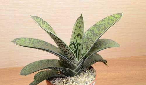 Gasteria sp. (Гастерия) (SCT28108)
