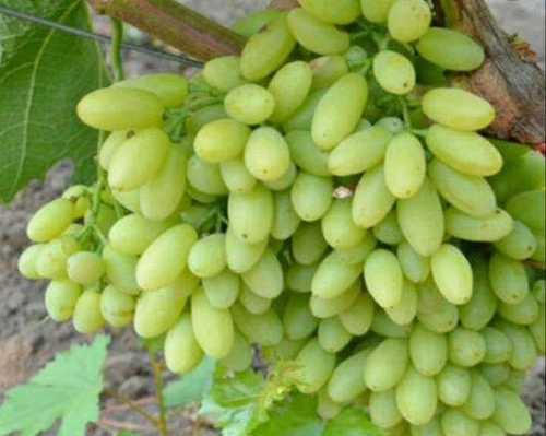 Саденцы и чкюеренки винограда Гелиодор