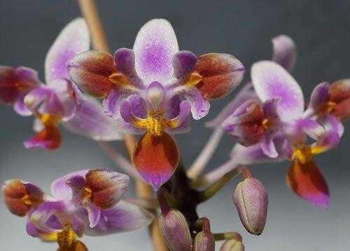 Орхидея Phal. equestris (variation)