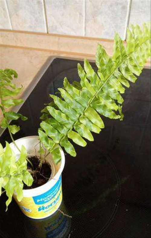 Нефролепис Tiger Fern