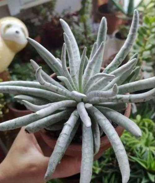 Senecio scaposus, Седум Моргана, Буррито, Алоэ Рау