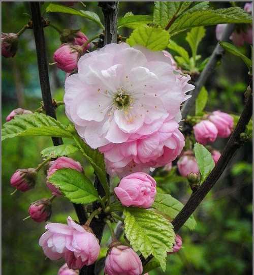 Миндаль трехлопастной махровый