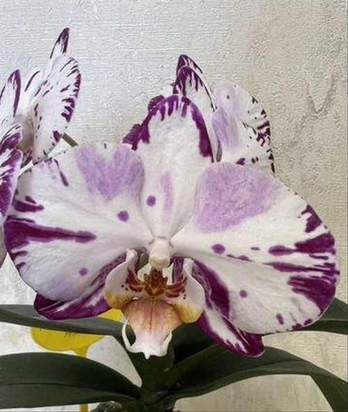 Орхидея Phal. Ever Spring Prince (цветет)