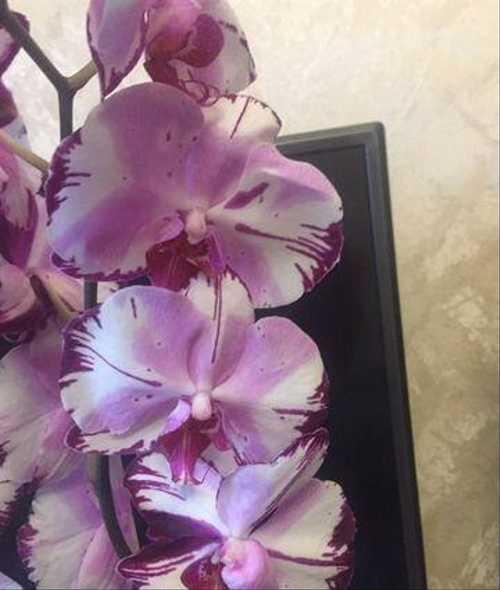 Орхидея фаленопсис Меджик Арт