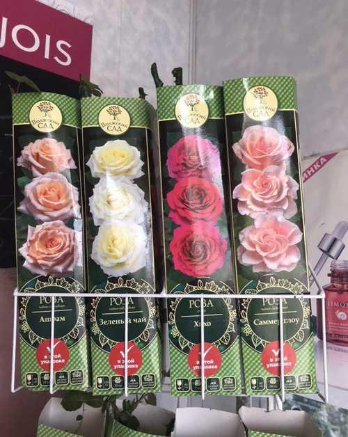 Розы саженцы