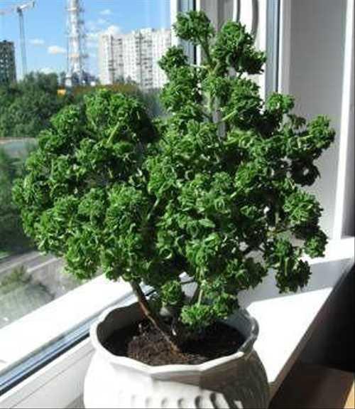 P.graveolens cv Bontrosai продаю