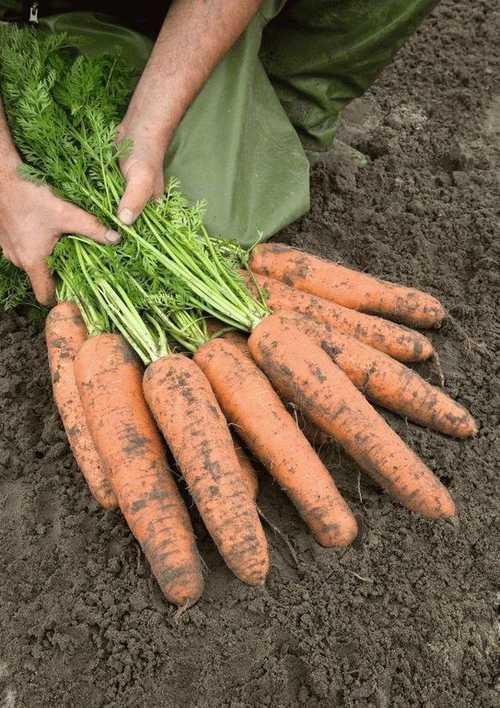 Базель F1 семена моркови 100 тыс шт