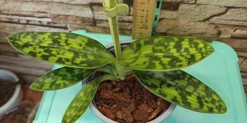 Орхидея башмачок Paphiopedilum Maudiae Femma