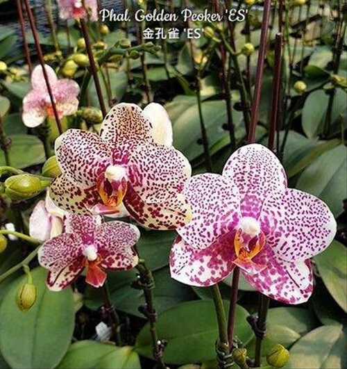 Орхидея Phal. Golden Peoker 'ES'