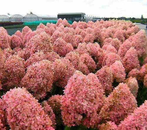 Гортензия мэджикал кэндл (Hydrangea paniculata Ma)