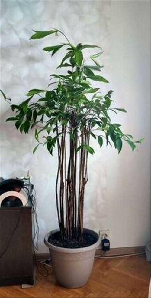 Высокие комнатные растения