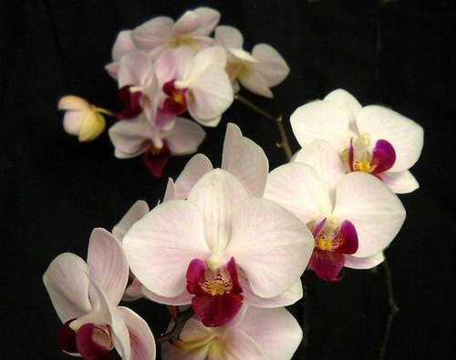 Орхидея Phal. Little Gem Stripes