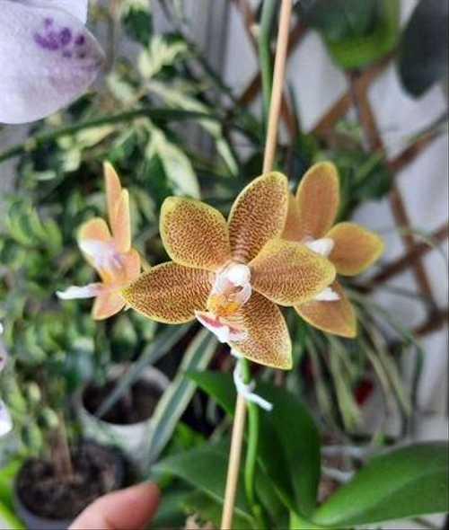 Орхидея фаленопсис table master peice
