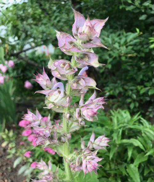 Шалфей мускатный Вознесенский 24