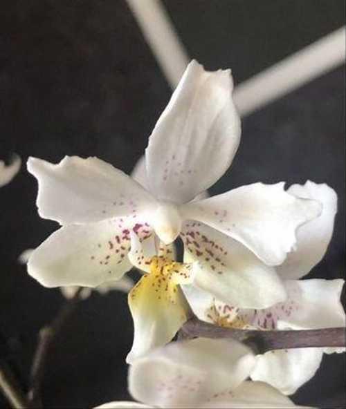 Орхидея фаленопсис Стюартина Mia Арома