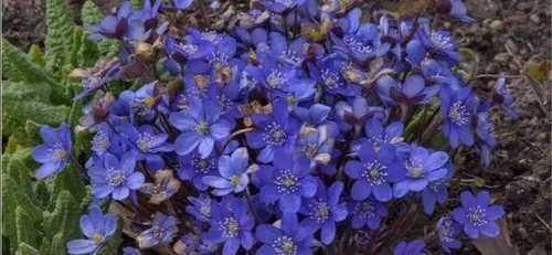 Первоцвет печеночница