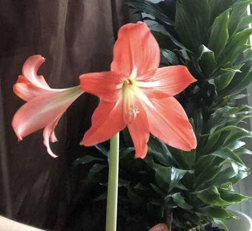 Цветы Гиппеаструм, Кливия, Каланхоэ