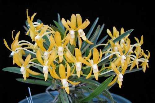 Орхидея Neofinetia Falcata Kibana