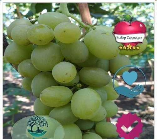 Саженцы виноград