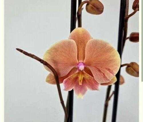 Орхидея фаленопсис Балм Бронзовый Будда Виолация Д