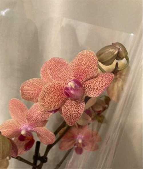 Орхидея фаленопсис Сансет Лав